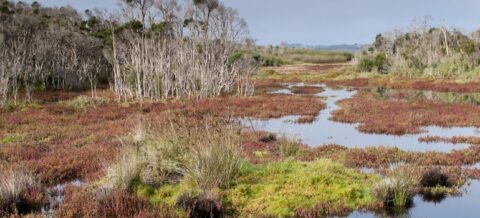 Best Things to Do in Balnarring