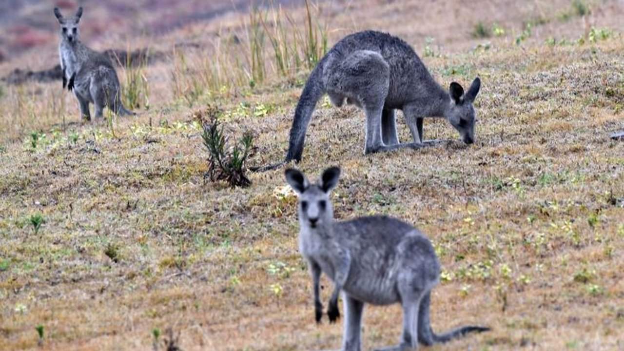 Things to do in Moreton Bay | Coast & Country