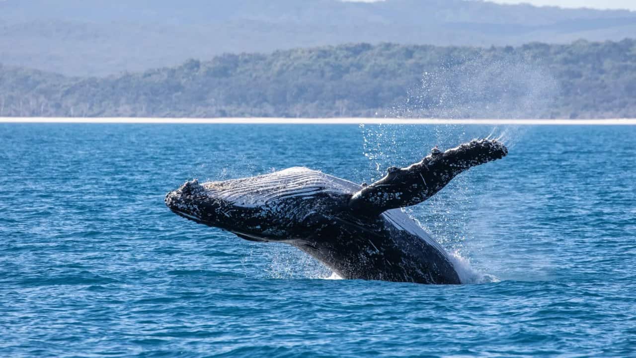 Things to do in Moreton Bay | Coast & Country